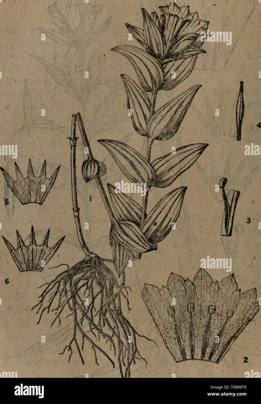 dong bei zhi wu yao Stock Photo - Alamy