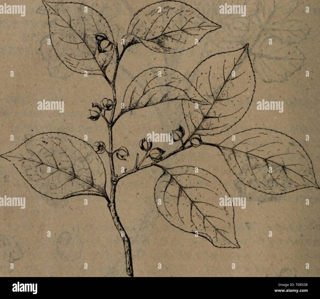 dong bei zhi wu yao Stock Photo - Alamy