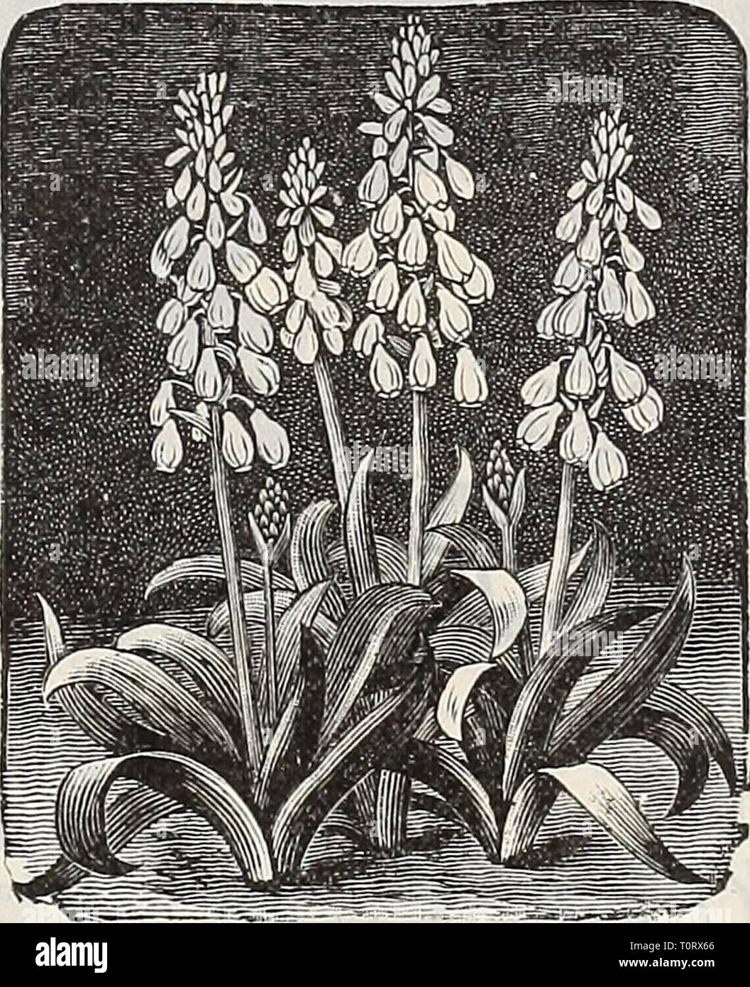 1901 calendar hi-res stock photography and images - Alamy