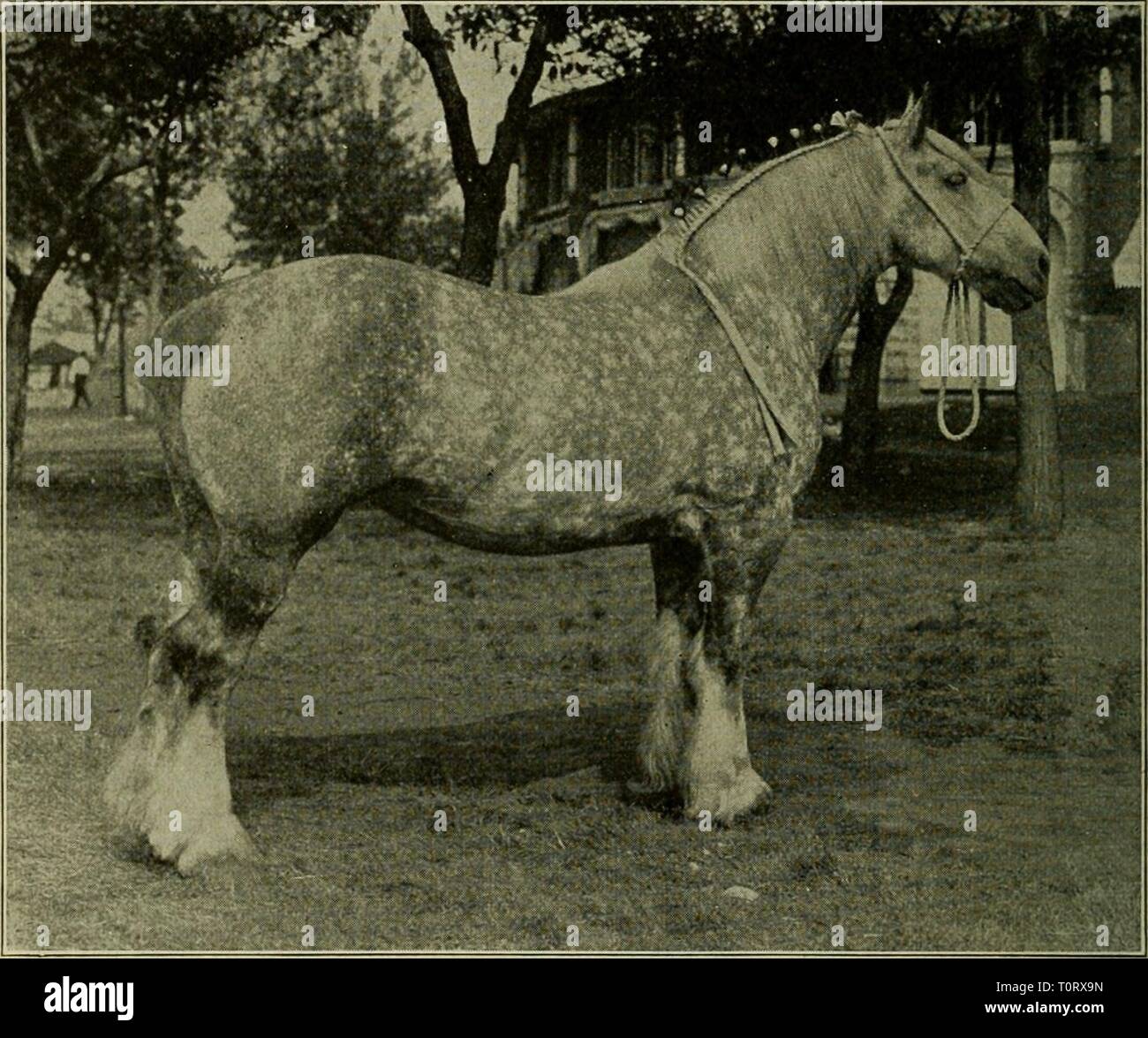 Dr David Roberts' practical home Stock Photo - Alamy