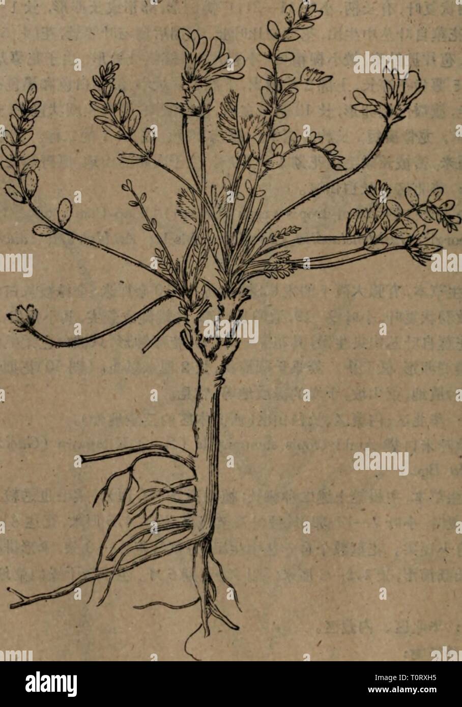 dong bei zhi wu yao Stock Photo - Alamy