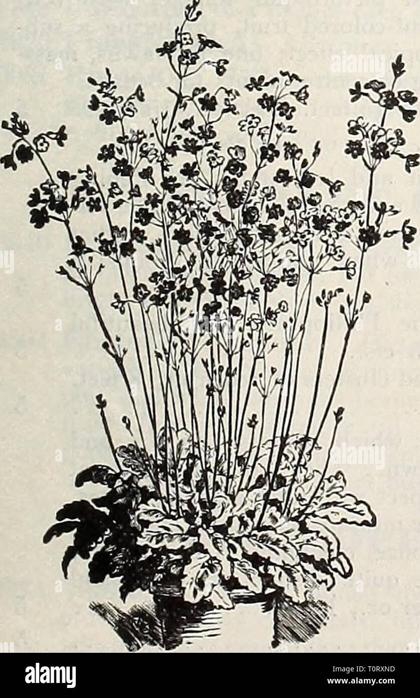 Primula grandiflora hi-res stock photography and images - Alamy