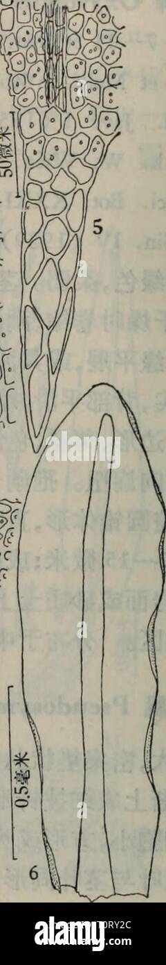 dong bei xian lei zhi Stock Photo - Alamy