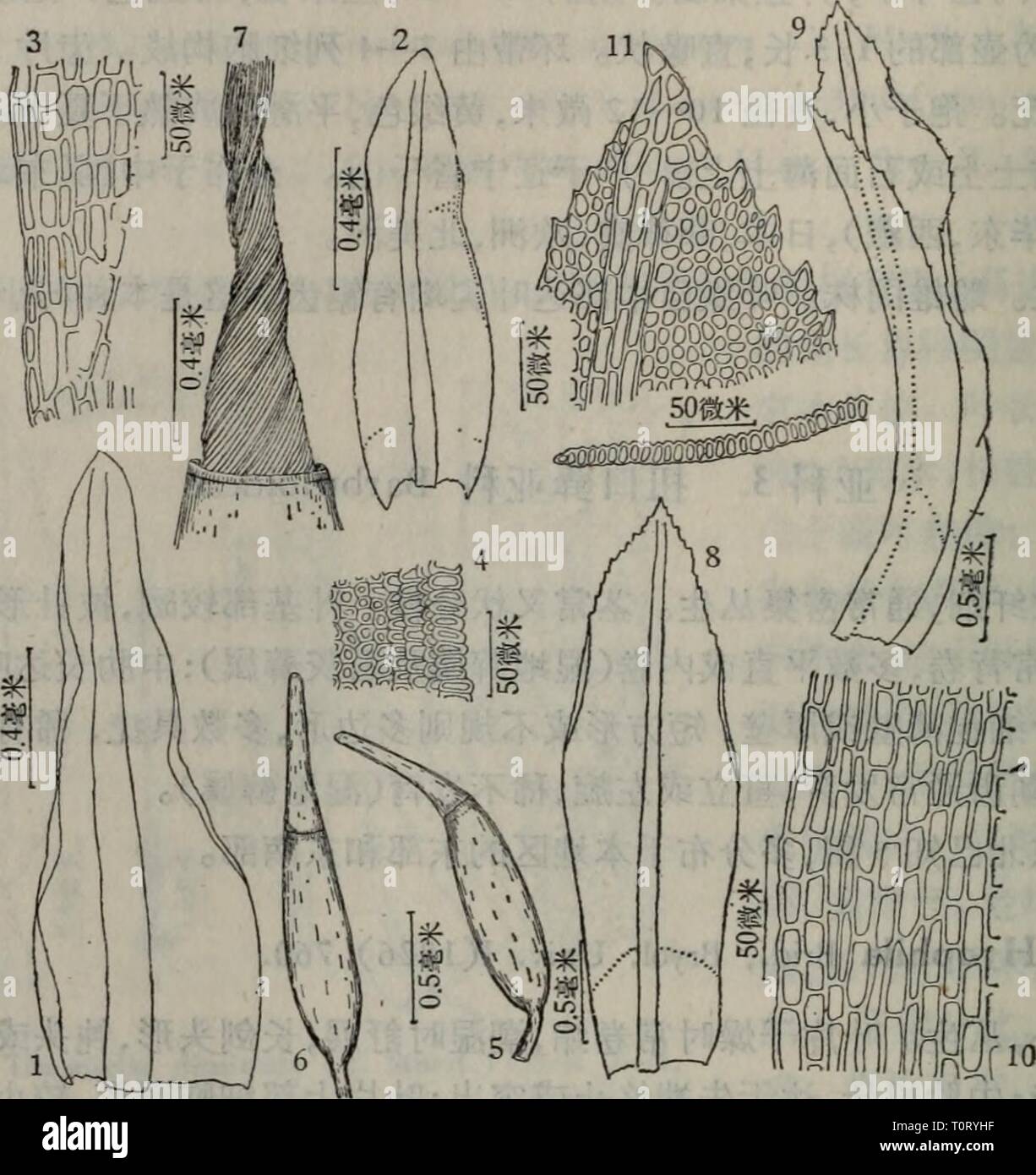 dong bei xian lei zhi Stock Photo - Alamy