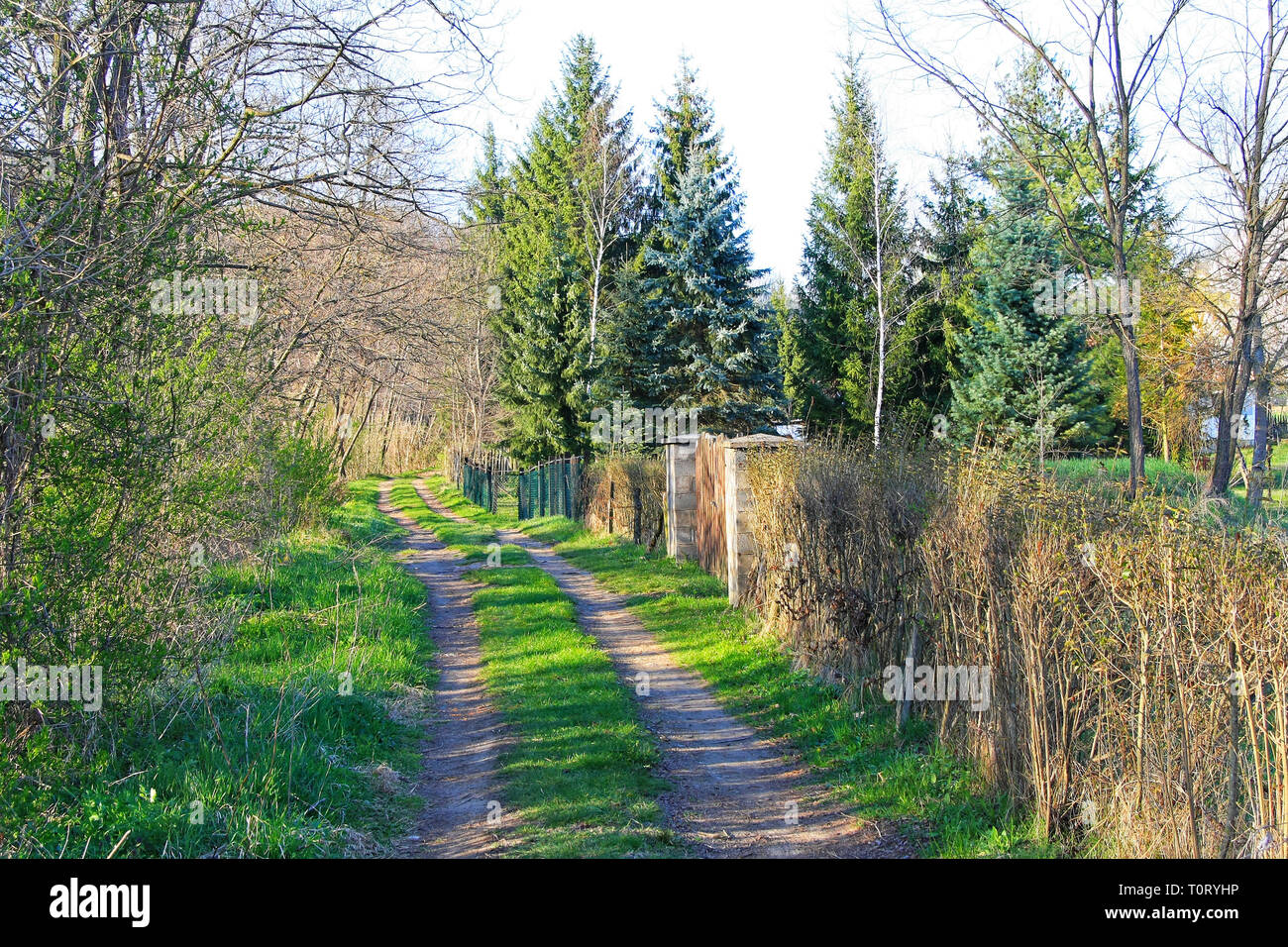 Village road path way with green grass Stock Photo - Alamy