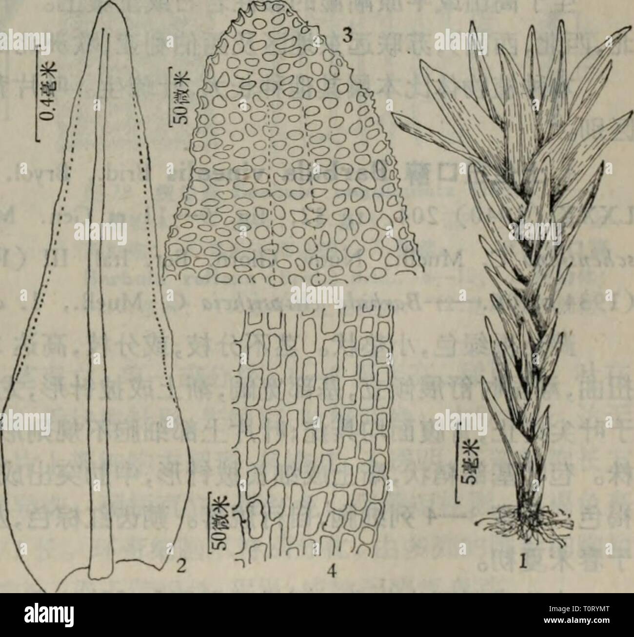 dong bei xian lei zhi Stock Photo - Alamy