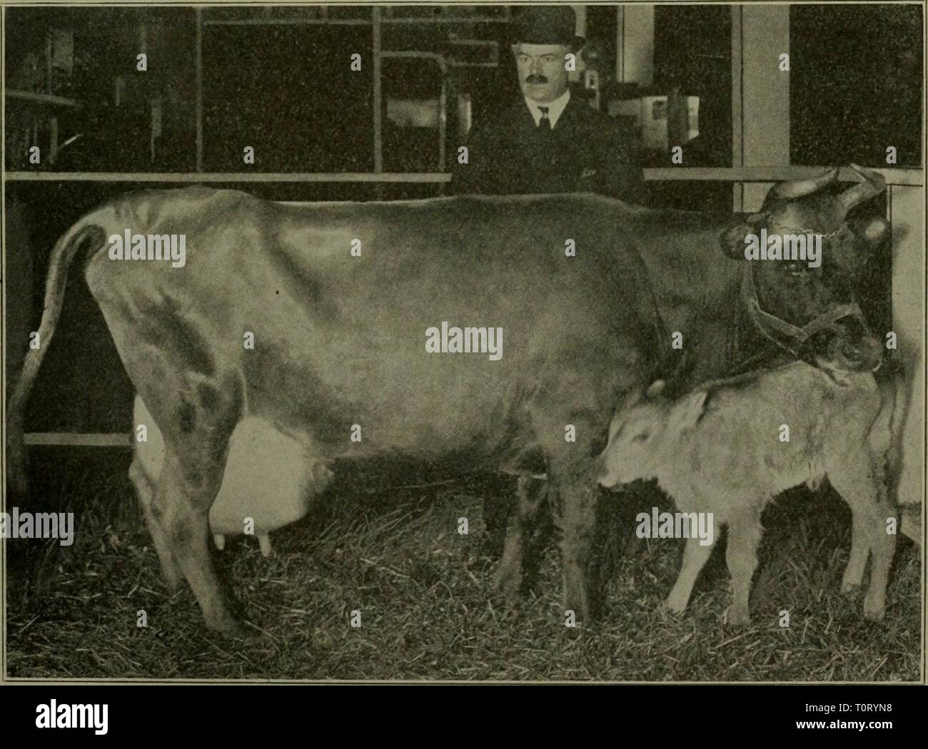 Proud flesh horse hi-res stock photography and images - Alamy