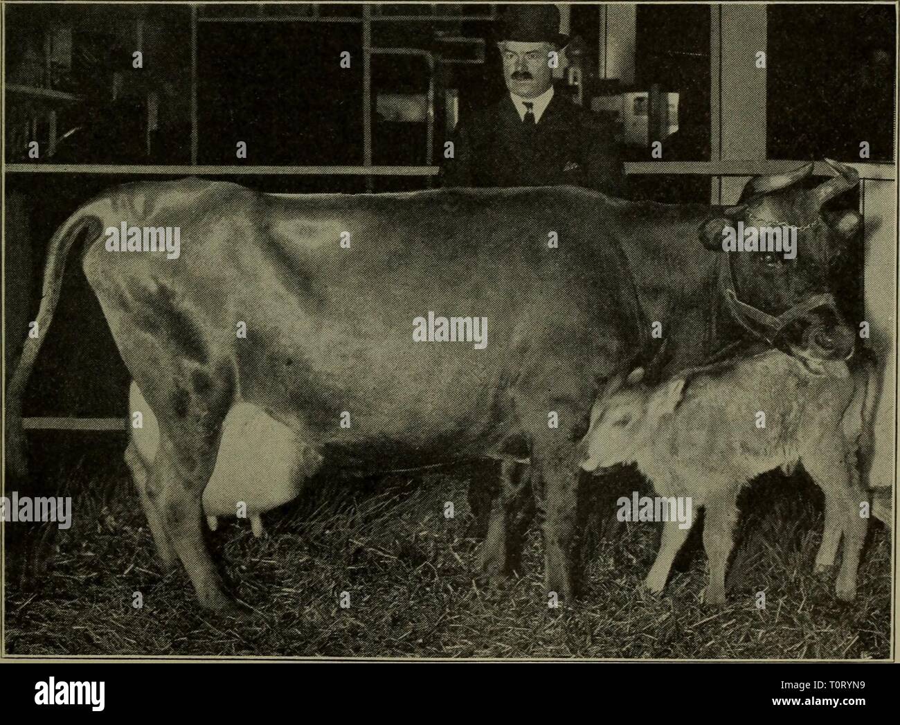 Proud flesh horse hi-res stock photography and images - Alamy