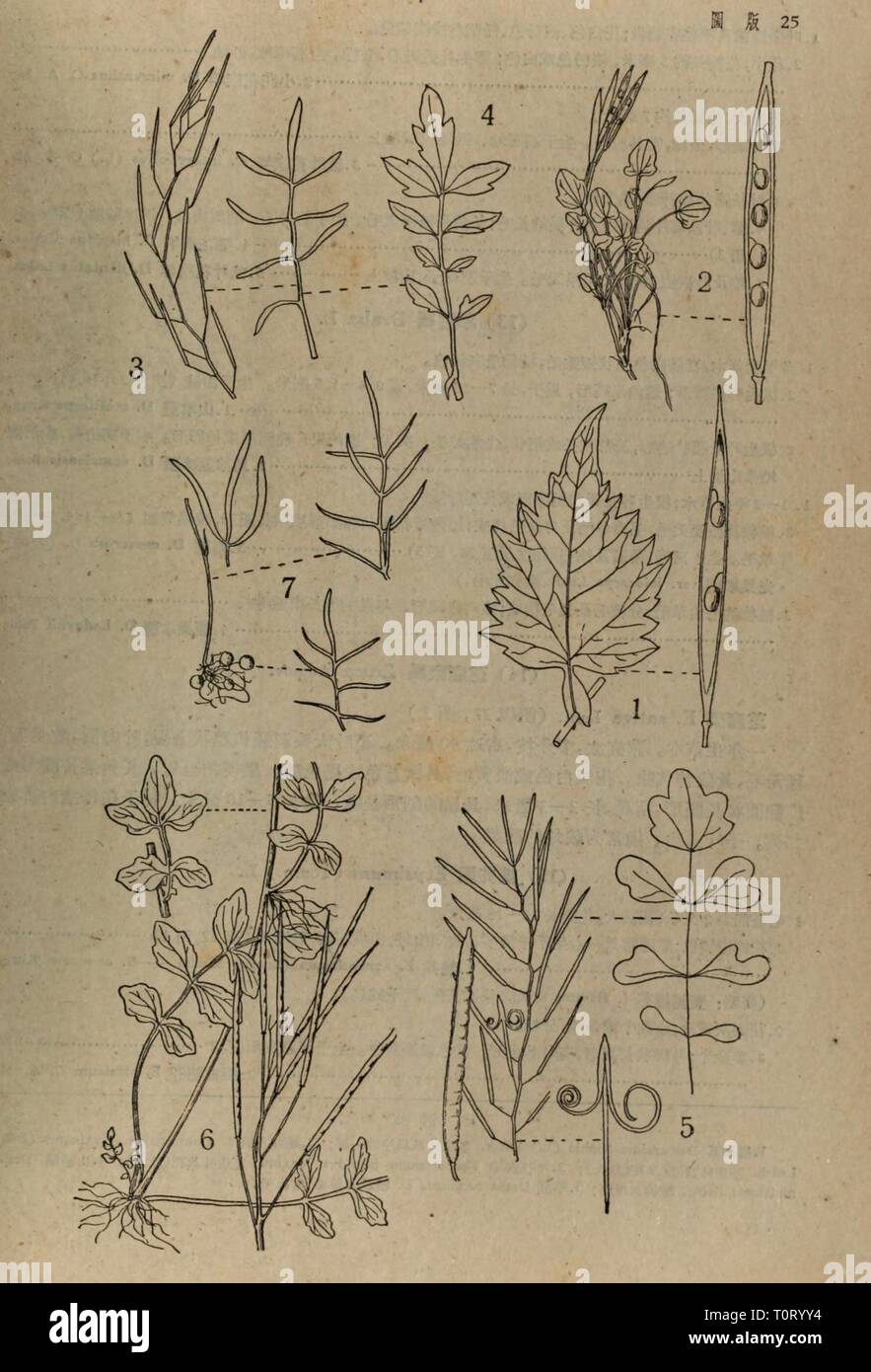 dong bei zhi wu jian Stock Photo - Alamy