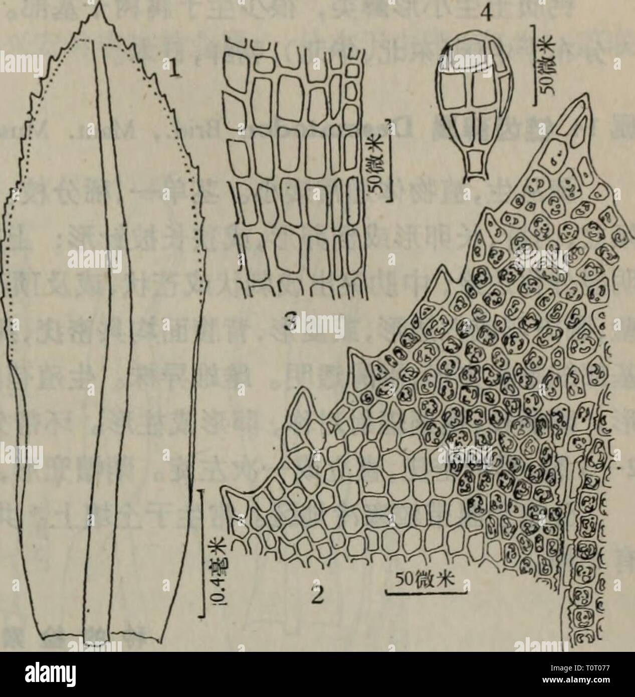dong bei xian lei zhi Stock Photo - Alamy