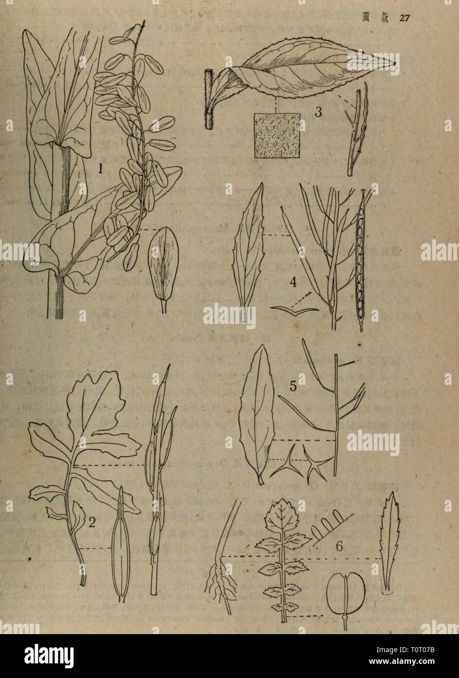 dong bei zhi wu jian Stock Photo - Alamy