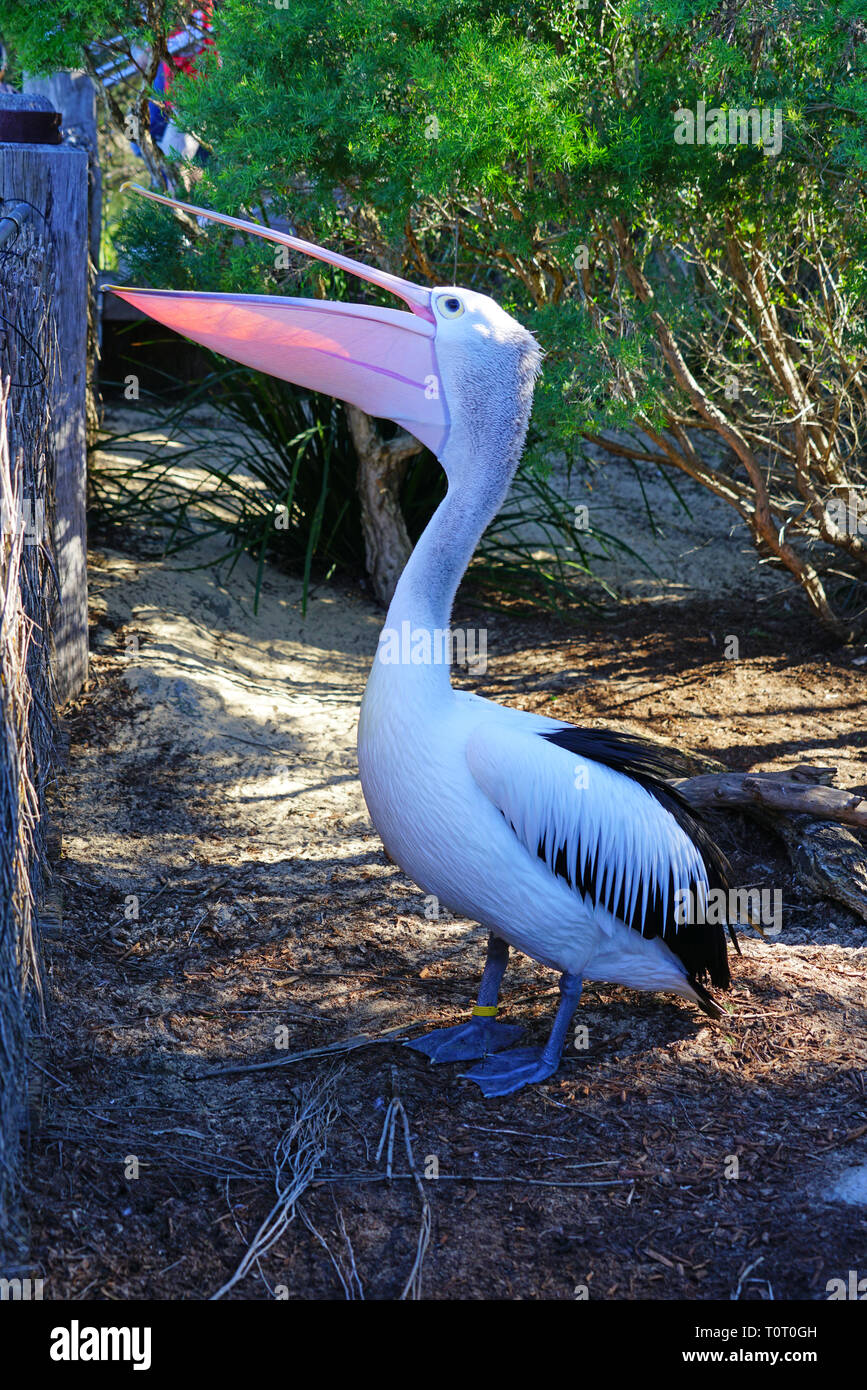 An Australian Pelican water bird with a pink beak Stock Photo - Alamy