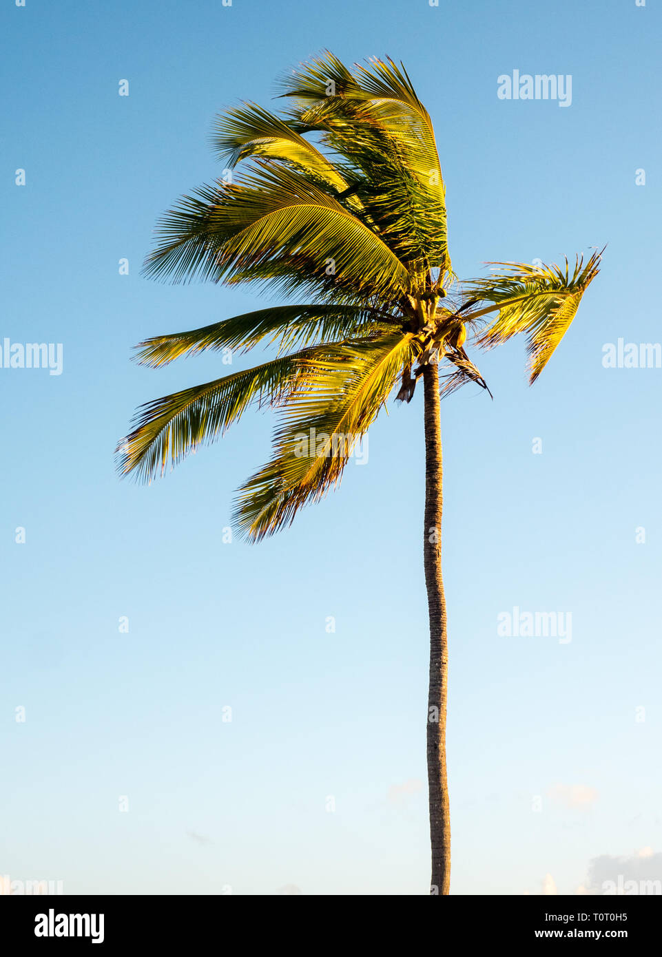 Wind Blowing Palm Trees