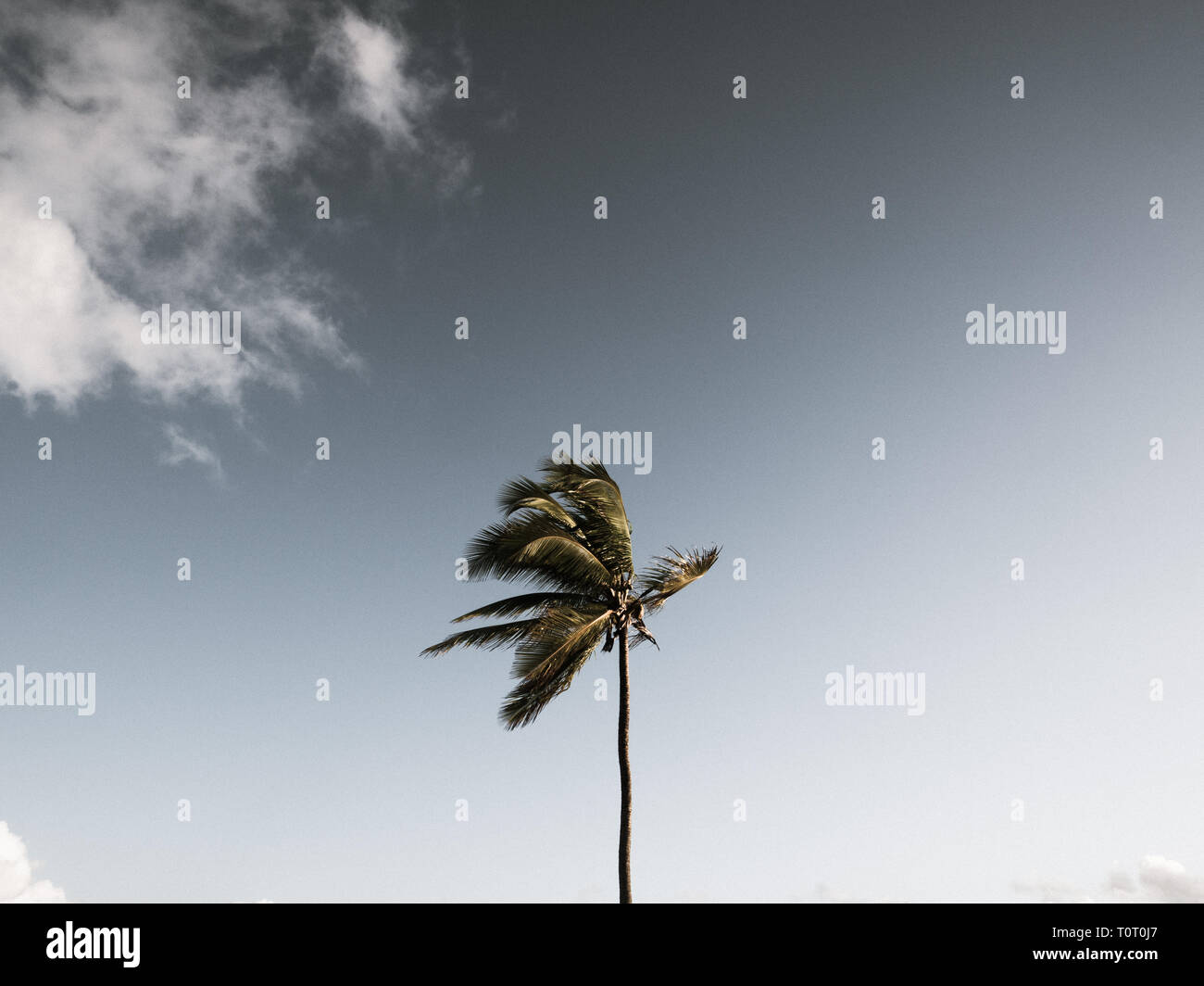 Graphic Landscape Image of Palm Trees Blowing in The Wind , Eleuthera ...