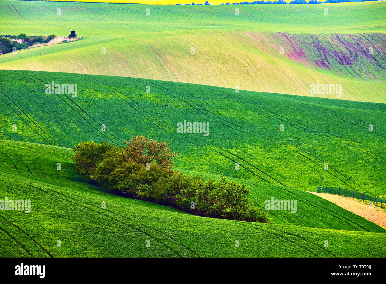 Moravian Green Rolling Spring Landscape. Spring fields. Green waves ...