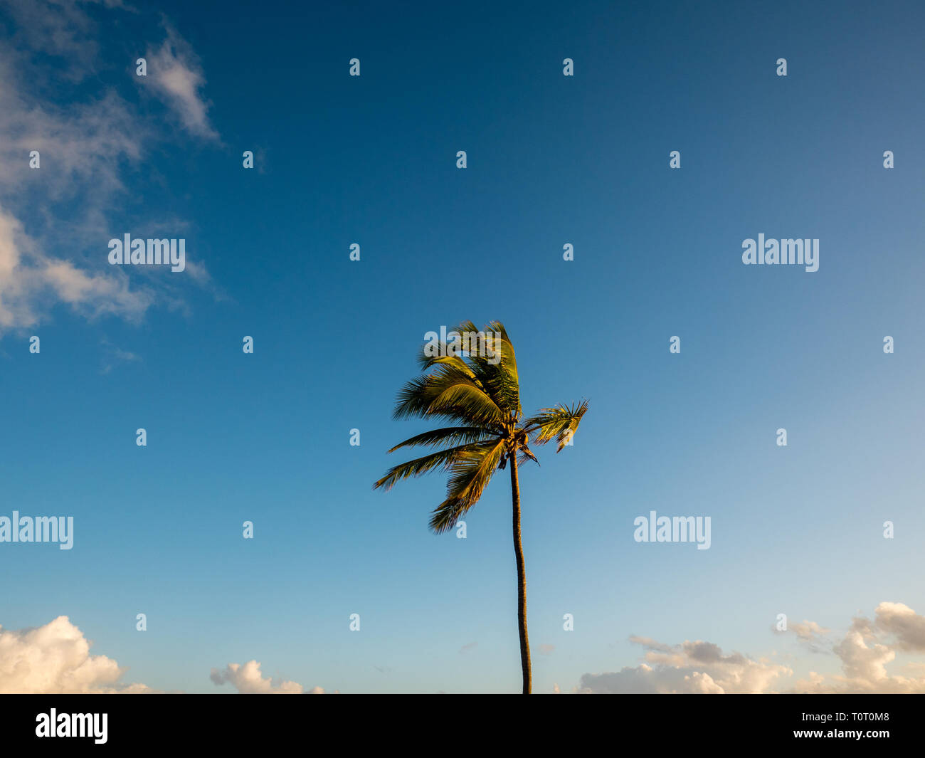 Graphic Landscape Image of Palm Trees Blowing in The Wind , Eleuthera ...