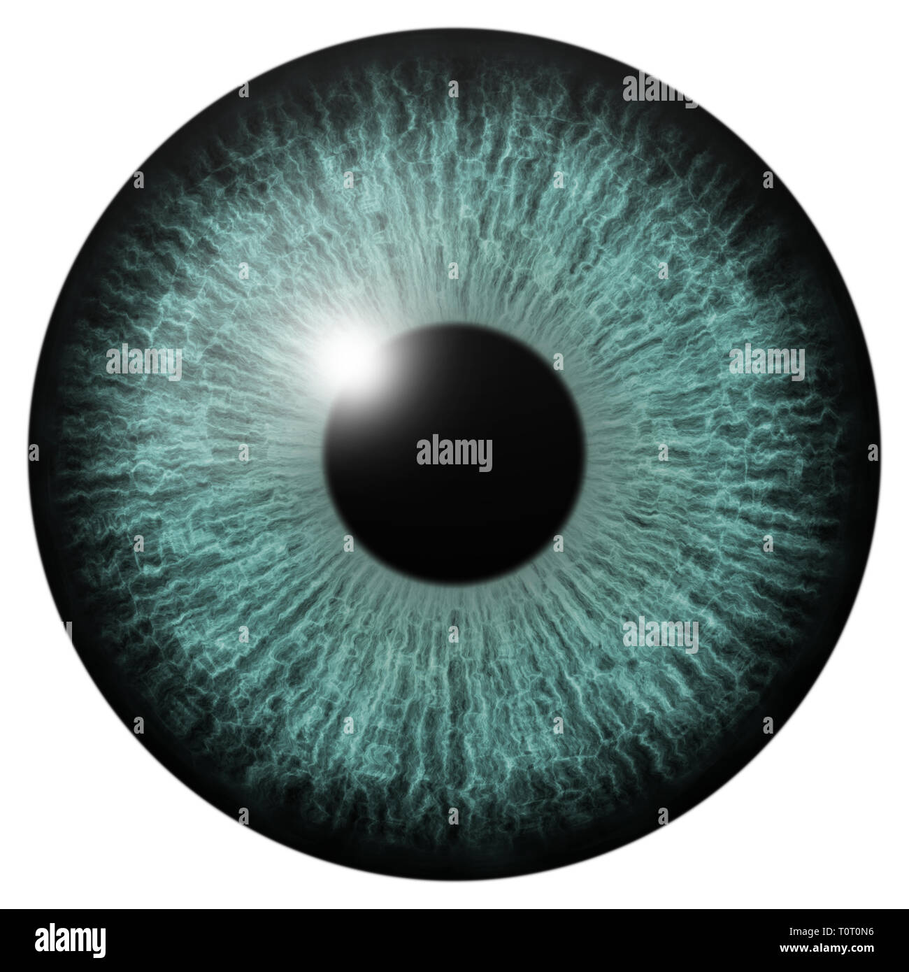 Human eye anatomy light hi-res stock photography and images - Alamy