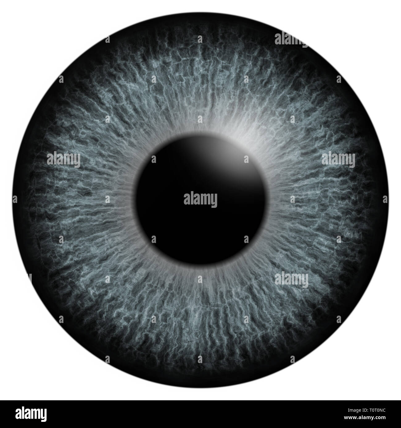 Human eye anatomy light hi-res stock photography and images - Alamy