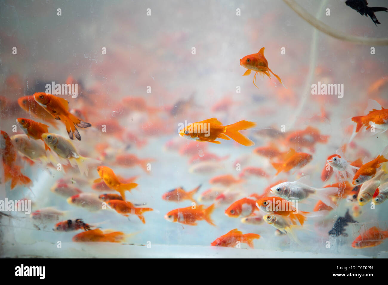 Goldenfish hi-res stock photography and images - Alamy