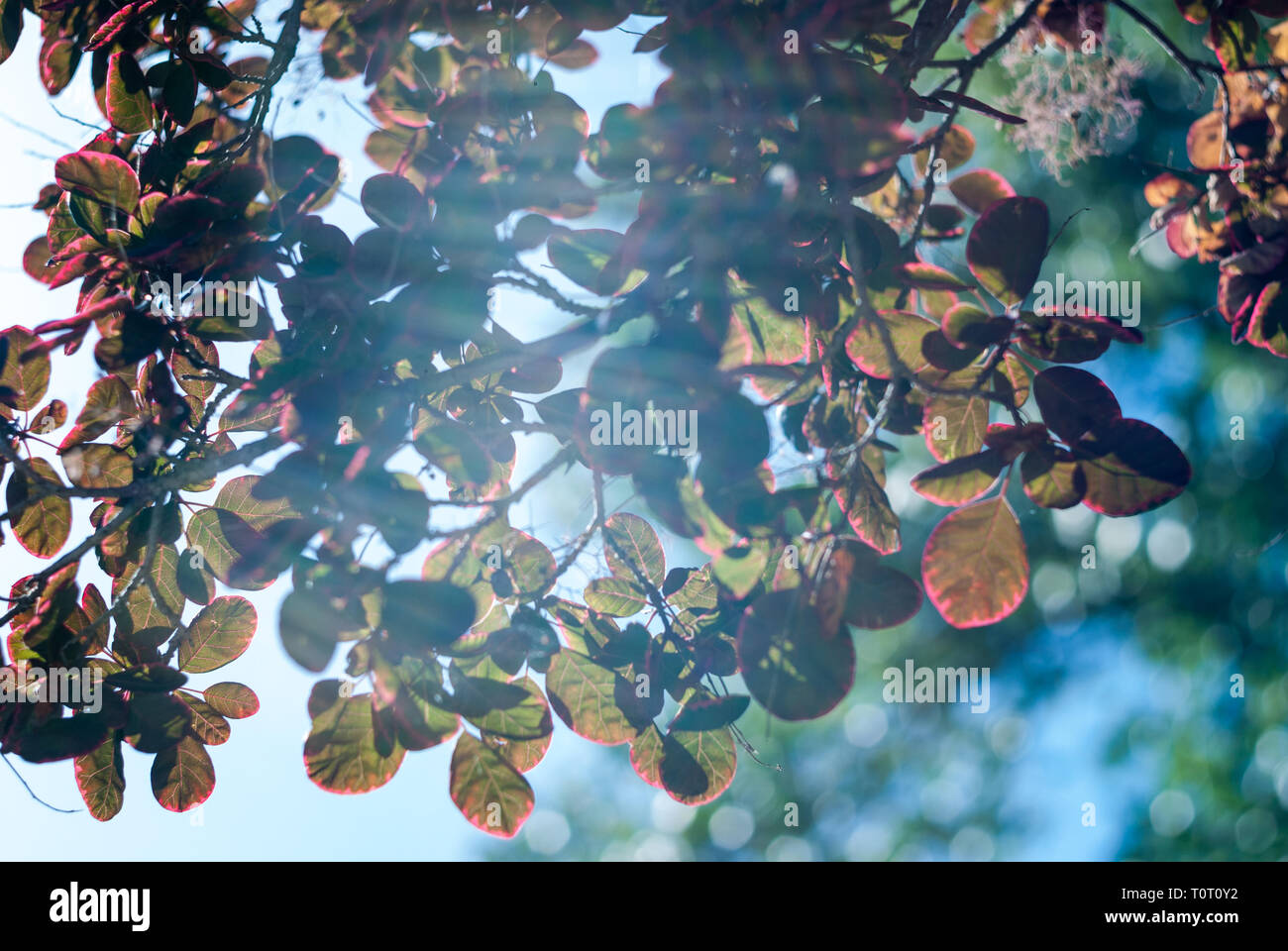 Wild trees and shrubs abstract background Stock Photo - Alamy