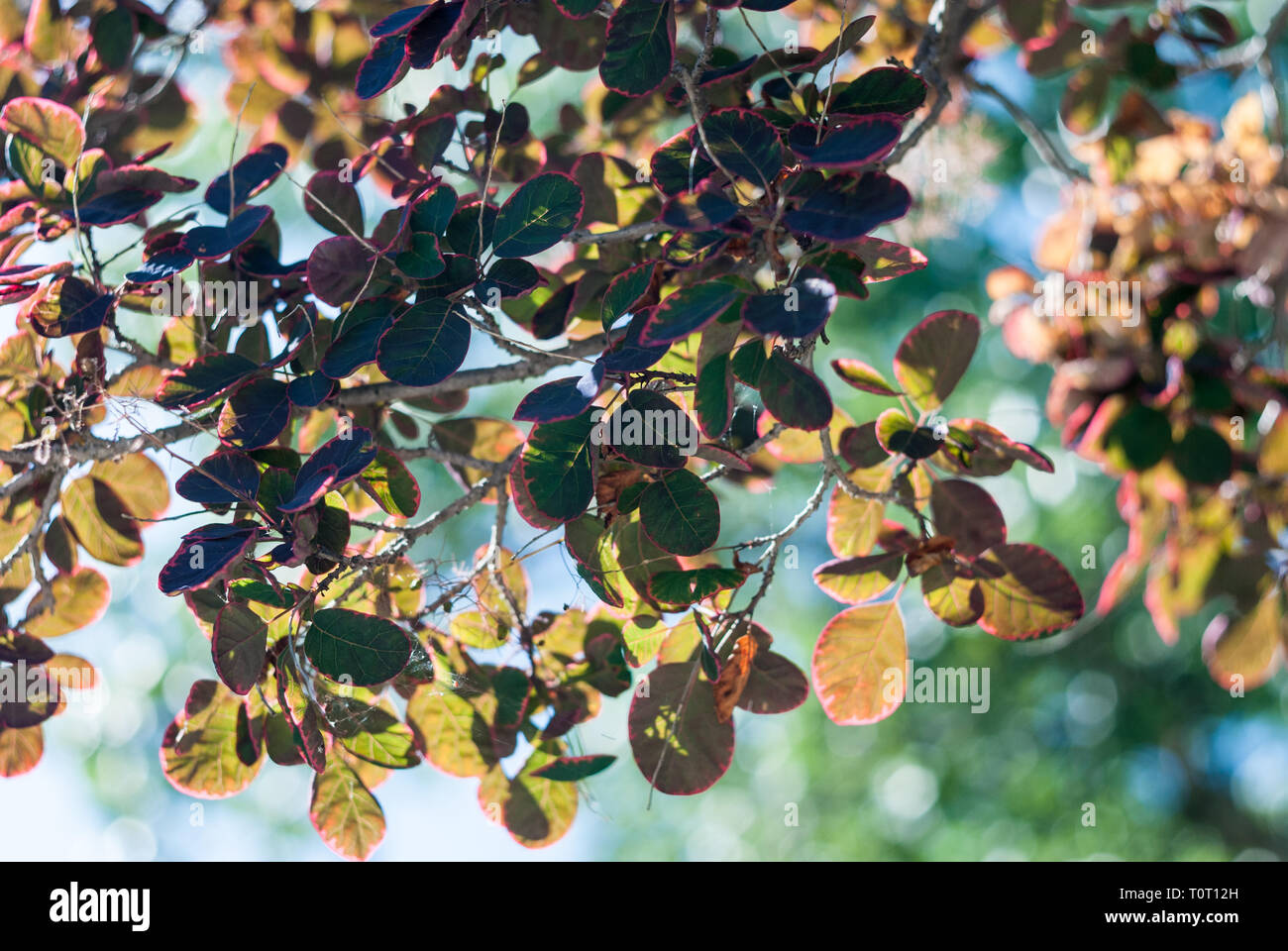 Wild trees and shrubs abstract background Stock Photo - Alamy