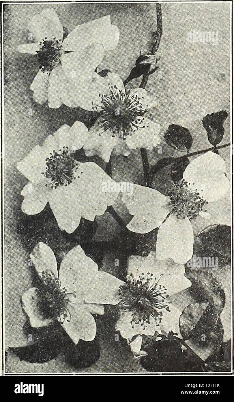 Dorothy rothschild hi-res stock photography and images - Alamy