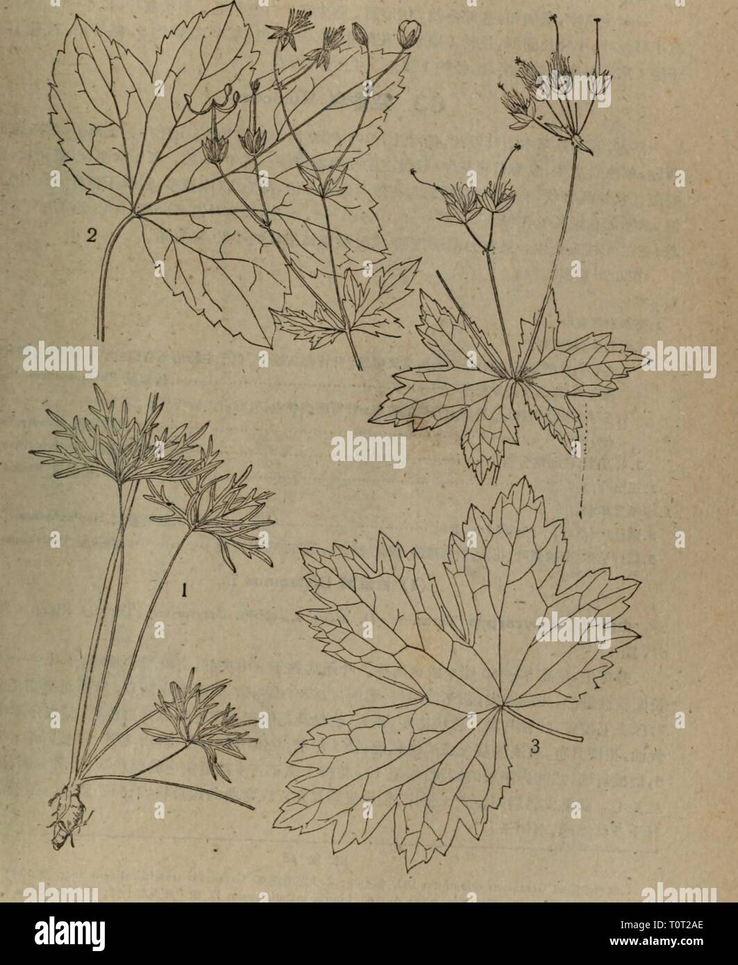 dong bei zhi wu jian Stock Photo - Alamy