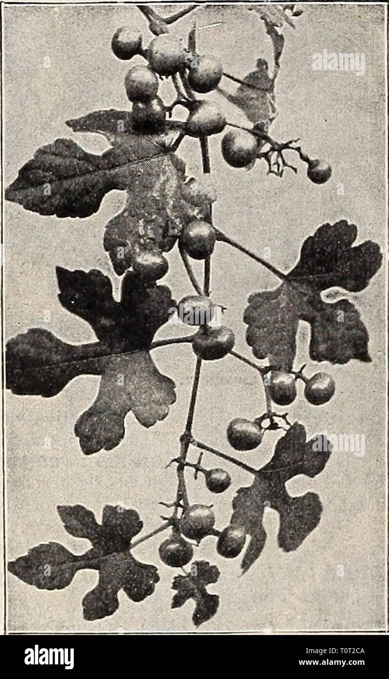 Ochia hi-res stock photography and images - Alamy
