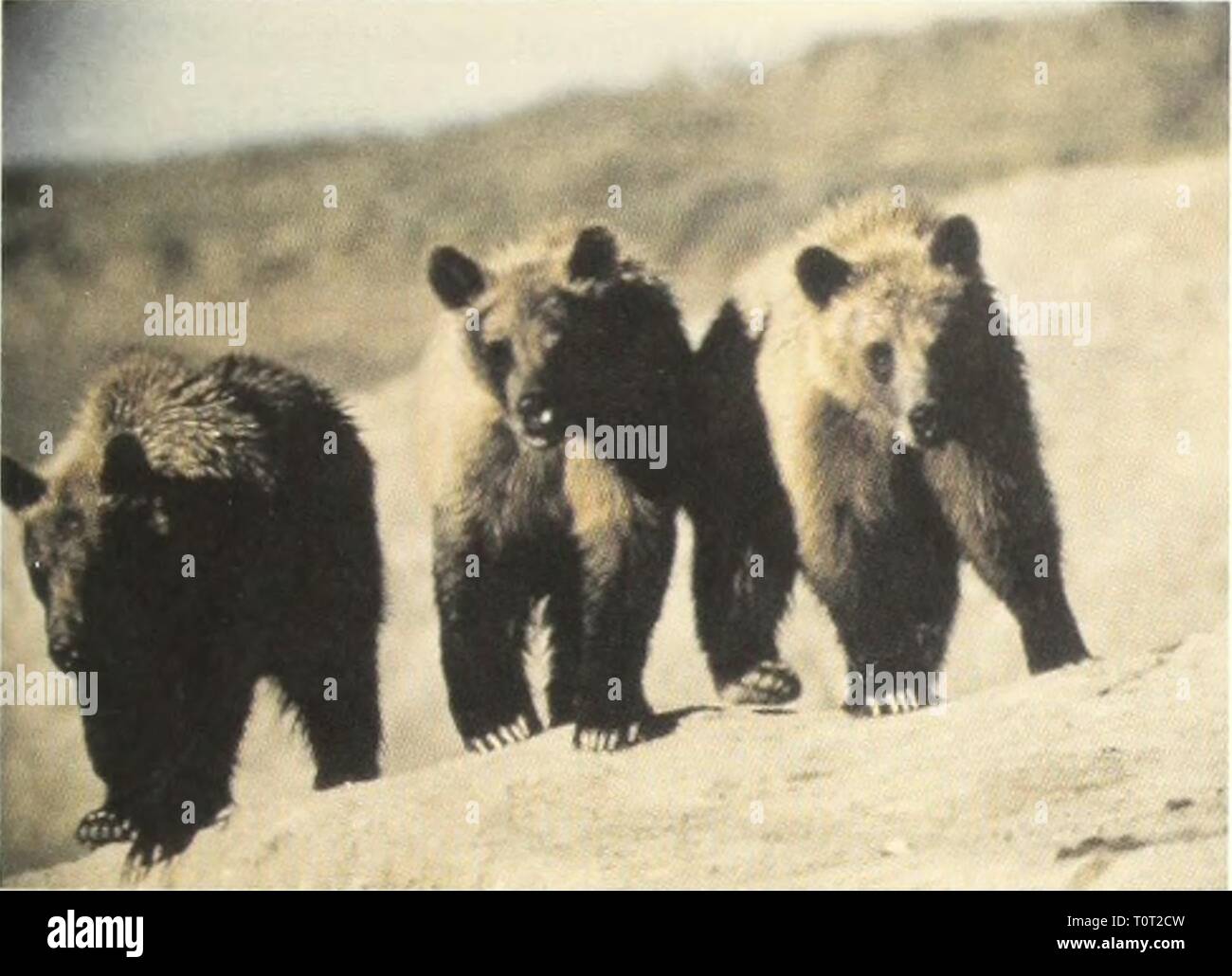 Draft environmental impact statement for Stock Photo - Alamy
