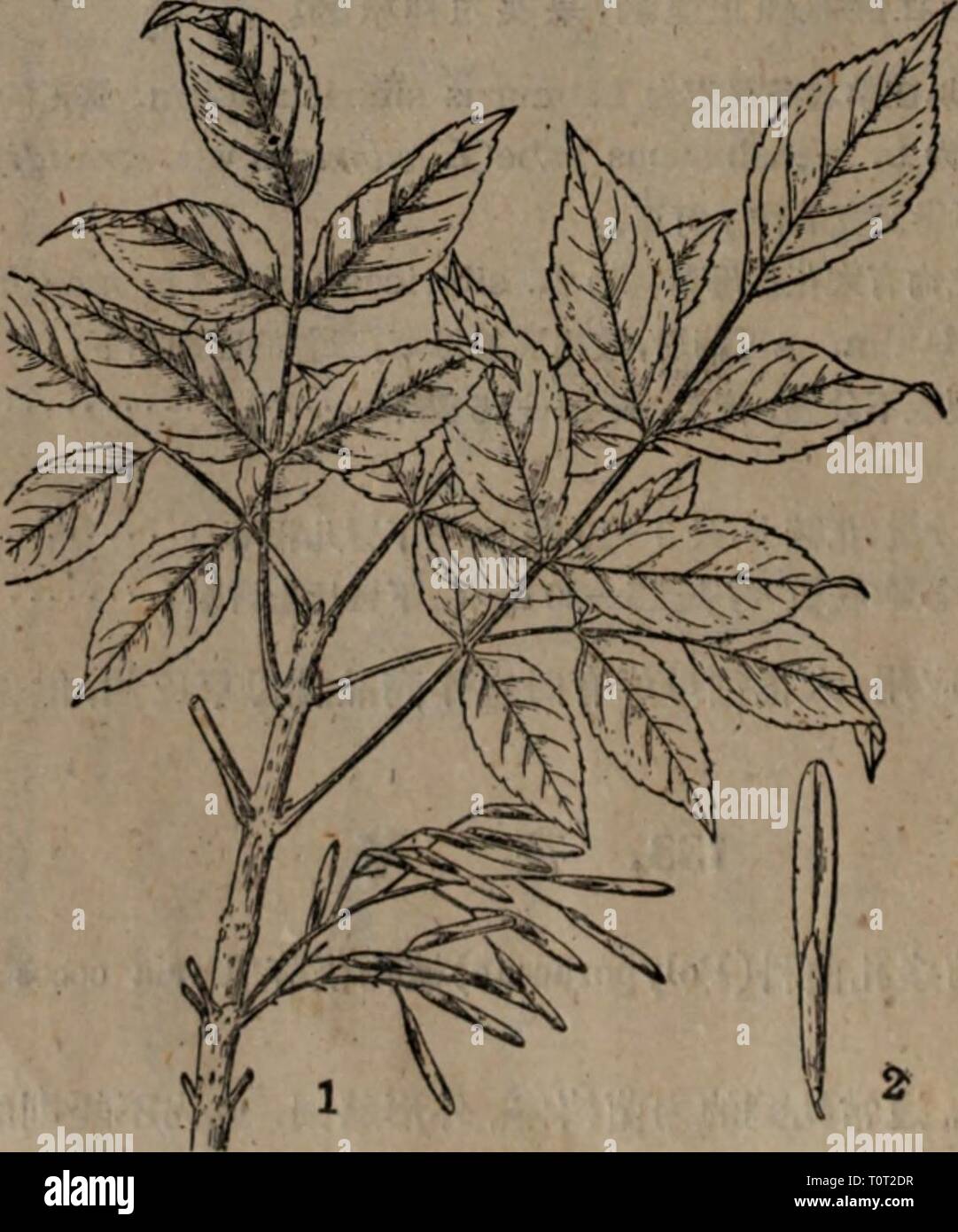 dong bei zhi wu yao dong bei zhi wu yao tu zhi dongbeizhiwuyaot00xiao ...