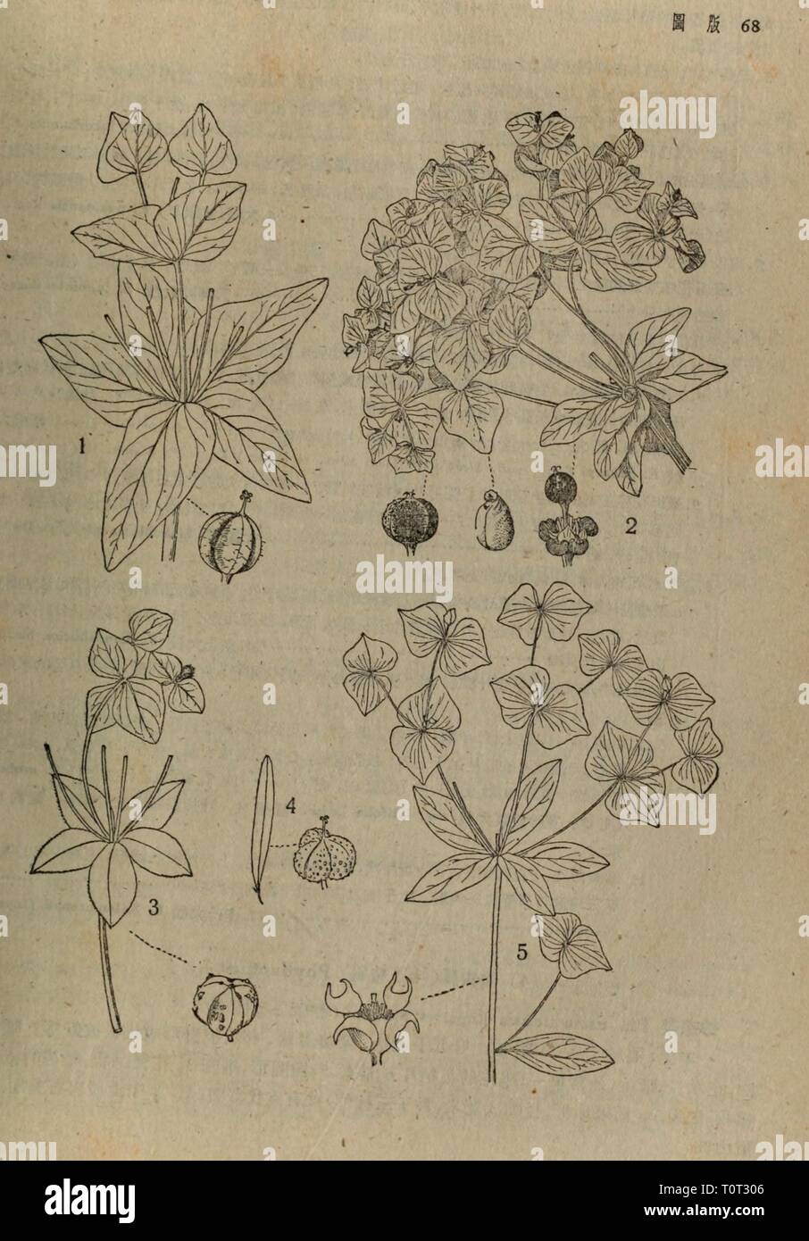 dong bei zhi wu jian Stock Photo - Alamy