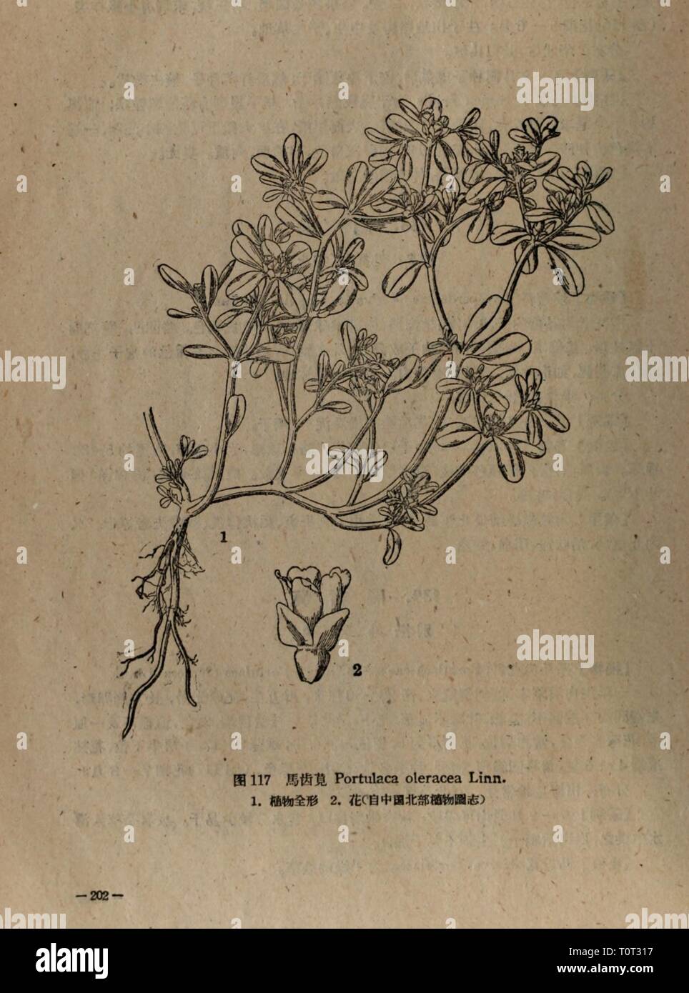 dong bei zhi wu yao dong bei zhi wu yao tu zhi dongbeizhiwuyaot00xiao ...