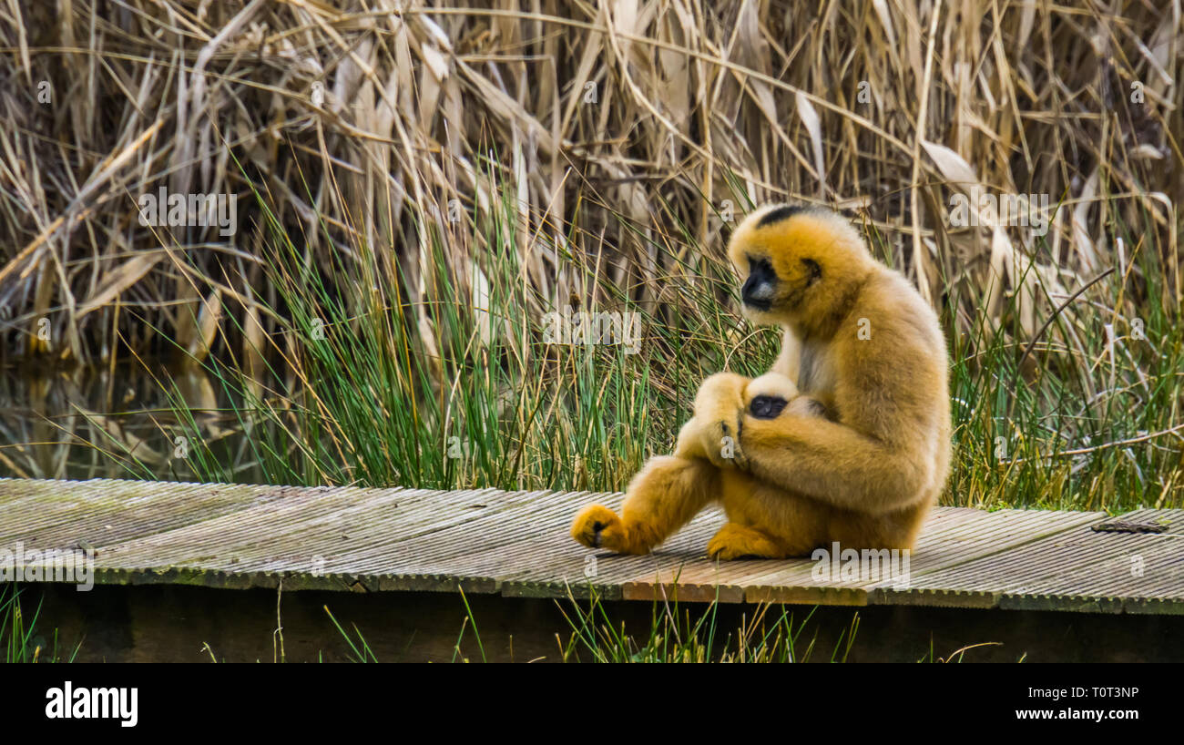 Gibbon mother holding her new born infant, primates with baby's Stock ...