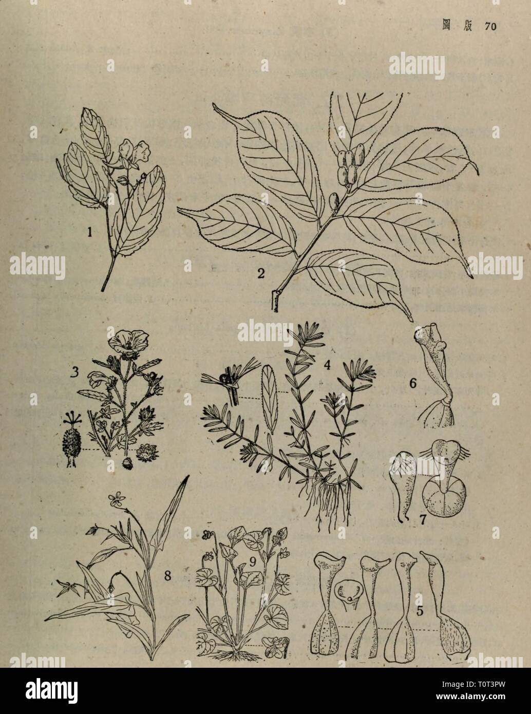 dong bei zhi wu jian Stock Photo - Alamy