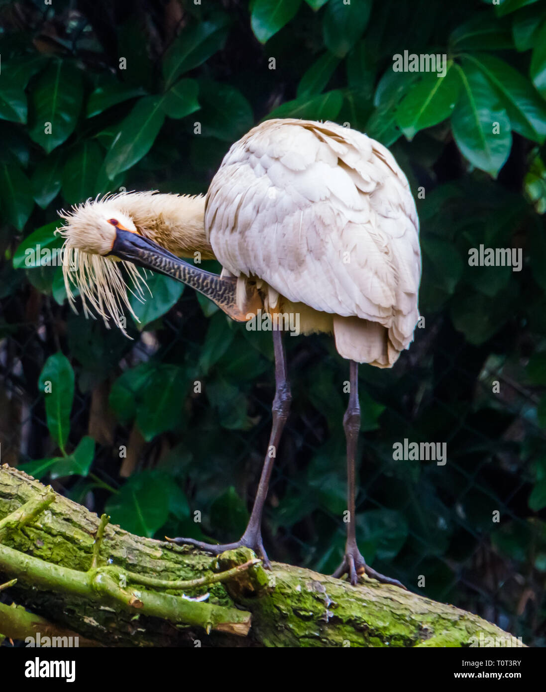 Eurasian spoonbill bird standing on a branch and cleaning its feathers ...
