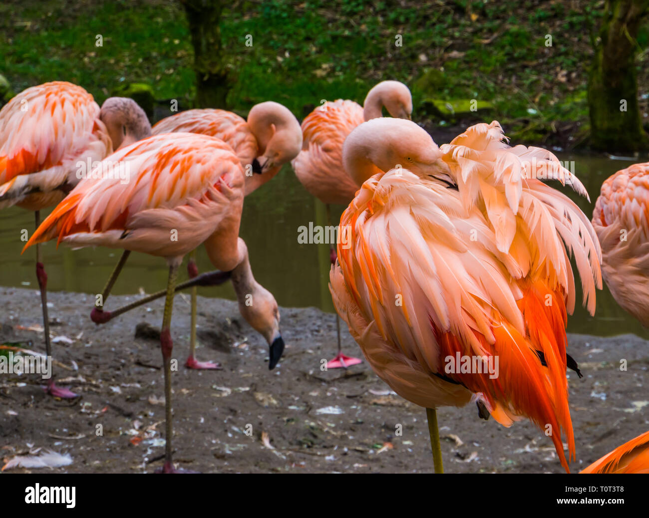 Pink Chilean Flamingo cleaning its feathers, Family of Flamingos ...