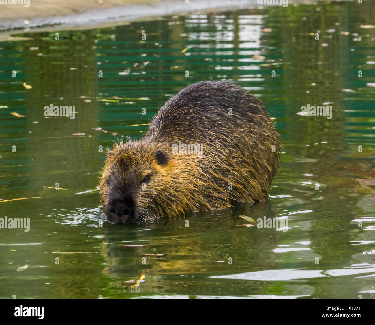 Semi aquatic rodent hi-res stock photography and images - Alamy