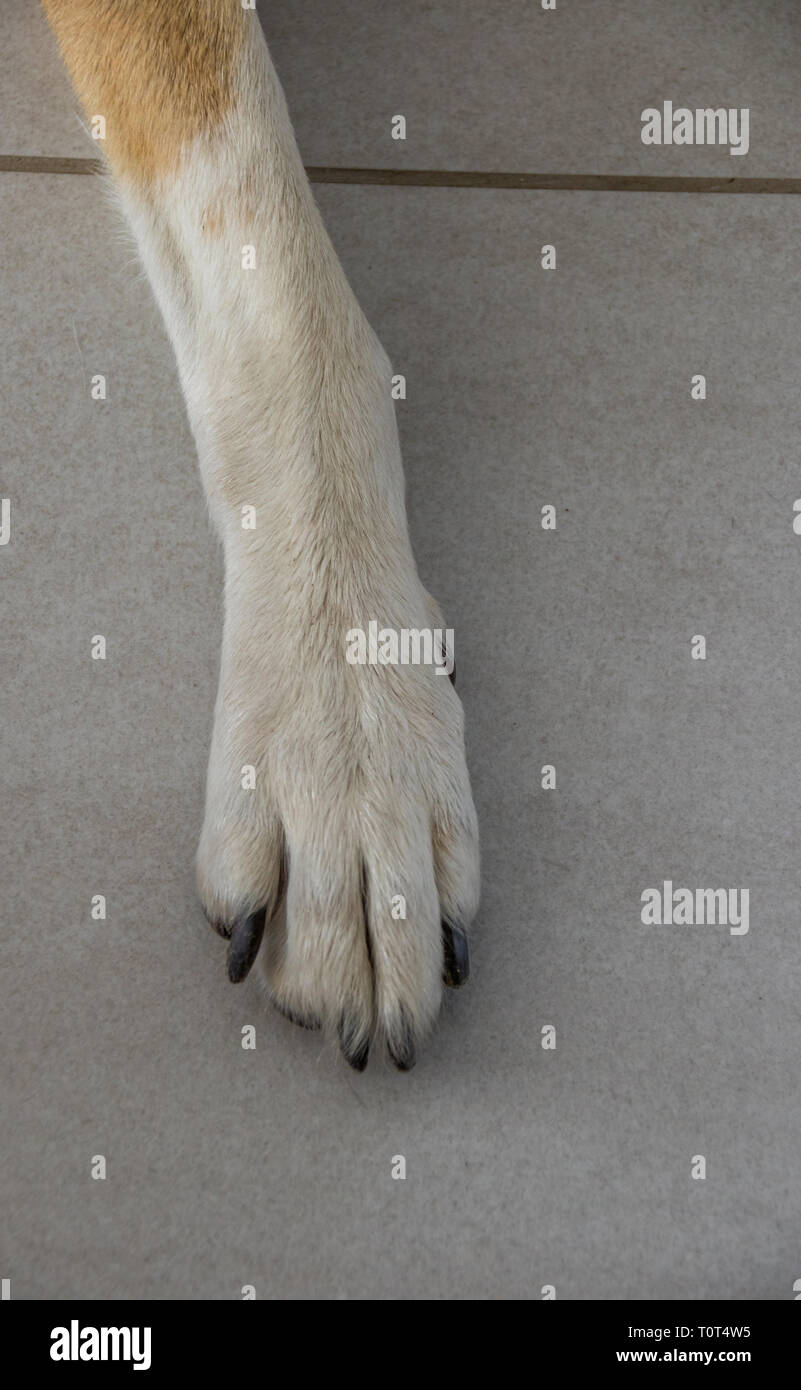 Front leg and paw of a domestic dog isolated on a grey tiled floor ...