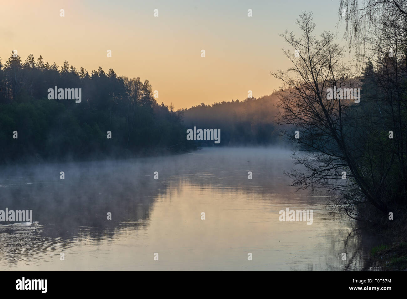beautiful misty morning on the natural forest river Gauja in Latvia ...