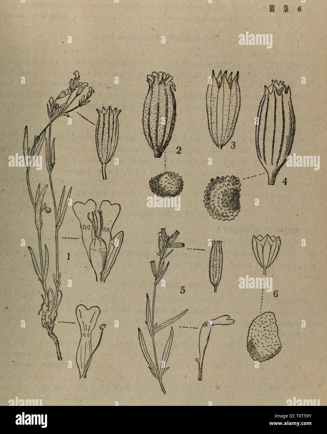 dong bei zhi wu jian Stock Photo - Alamy