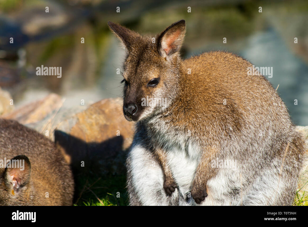 Walibi hi-res stock photography and images - Alamy