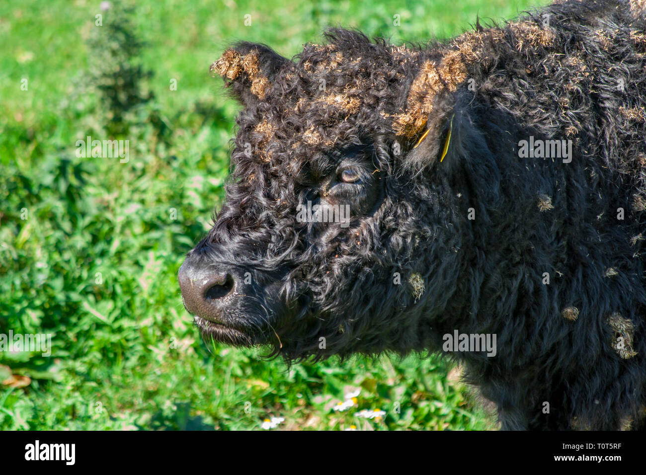 Galloway rind hi-res stock photography and images - Alamy