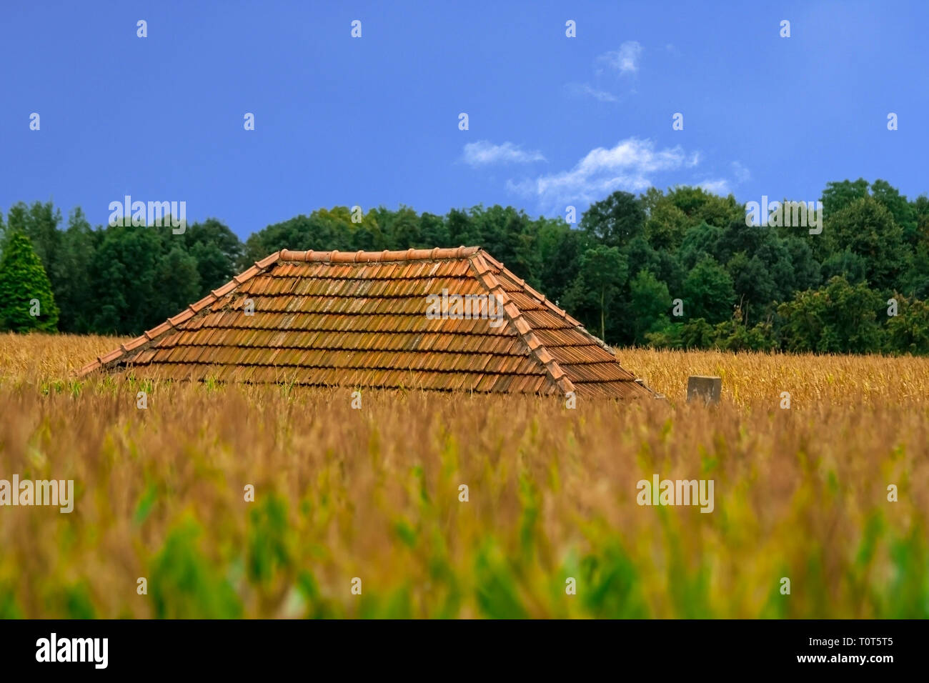 house in cornfield Stock Photo - Alamy