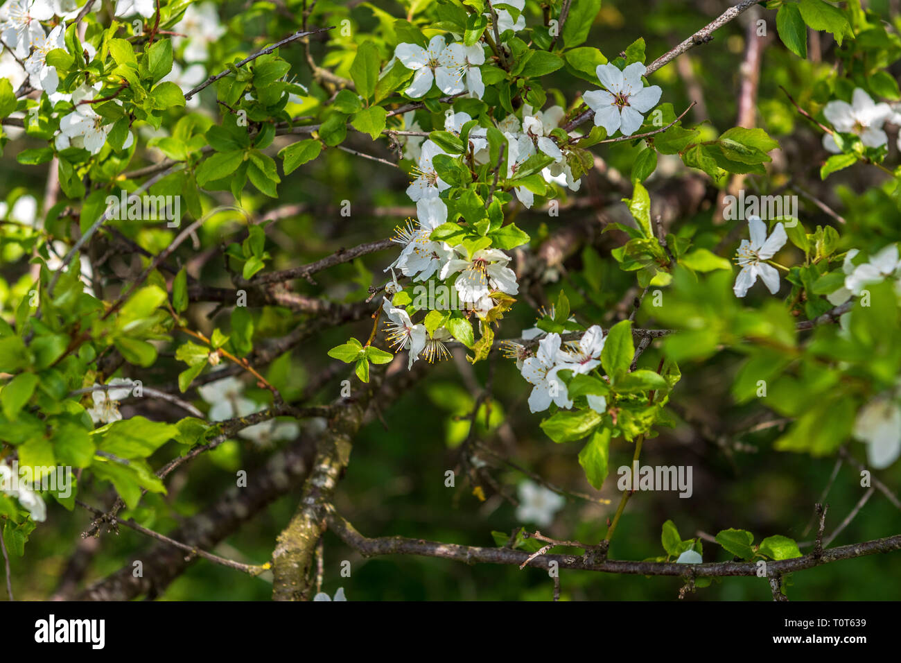 white spring flowers on natural green meadow background. nature Stock ...
