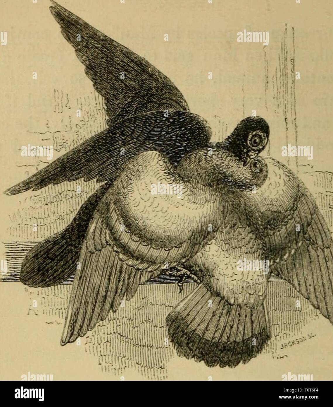 The dovecote and the aviary The dovecote and the aviary : being ...