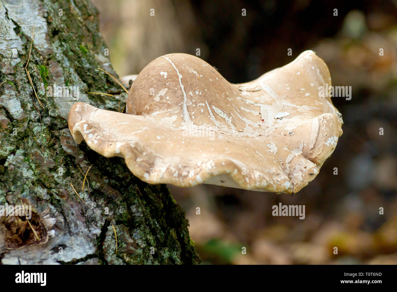 Birch Polypore (probably piptoporus betulinus) growing out of an old ...