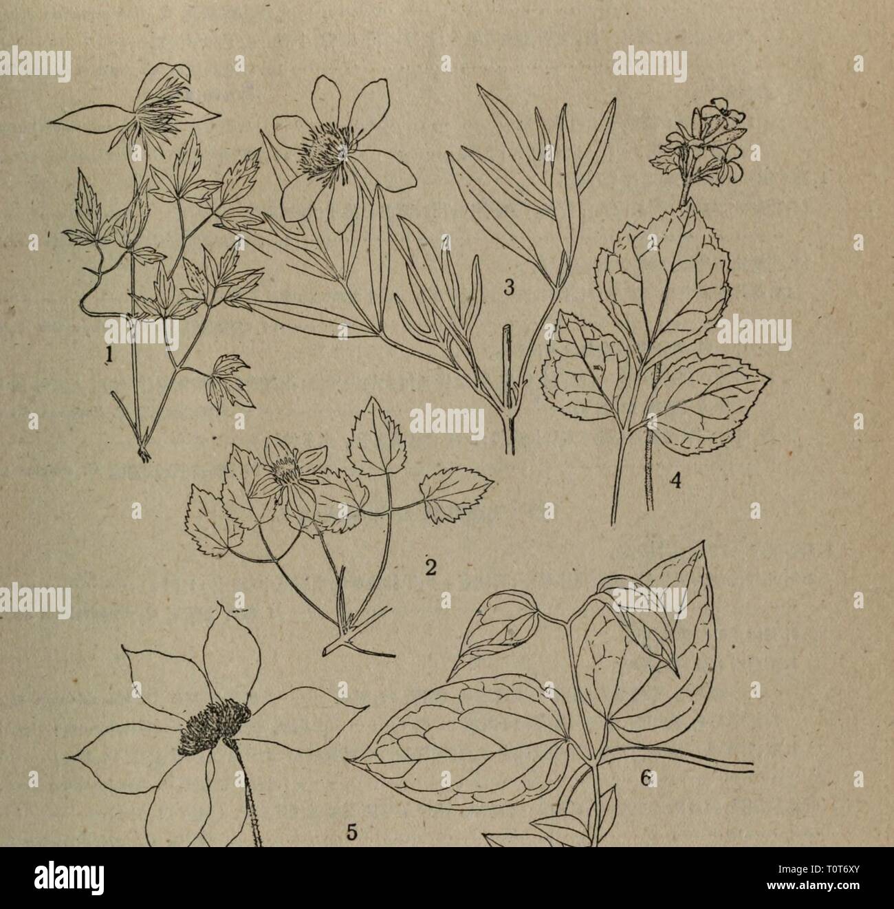 dong bei zhi wu jian Stock Photo - Alamy