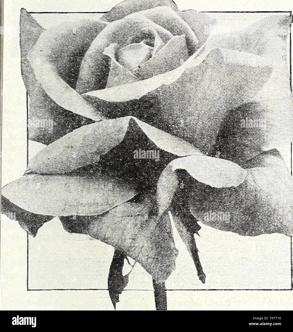 Dormant roses hi-res stock photography and images - Alamy