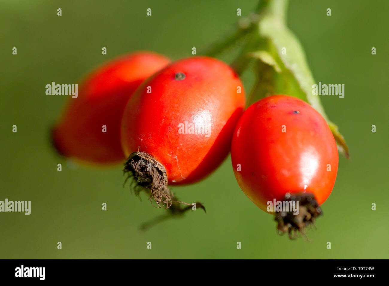 Rosa canina fruits hi-res stock photography and images - Alamy