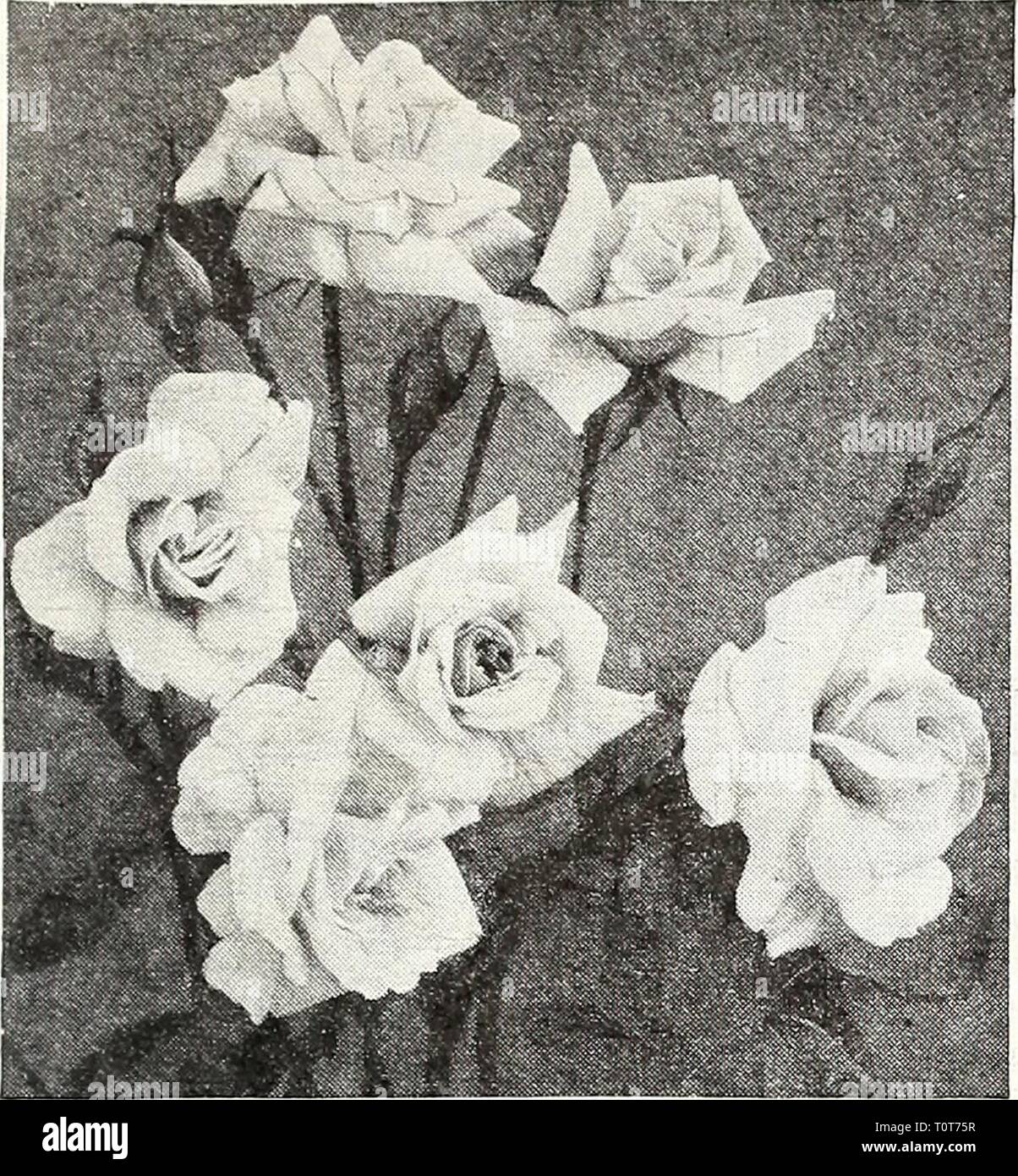 Cecile brunner rose hi-res stock photography and images - Alamy